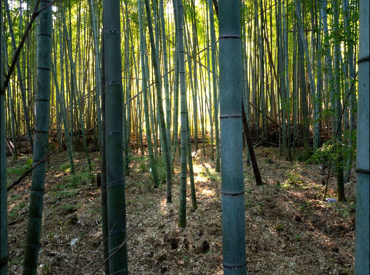 Bambu – The Work of Wiryanto Dewobroto